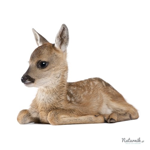 GitHub - mmagnuski/sarna